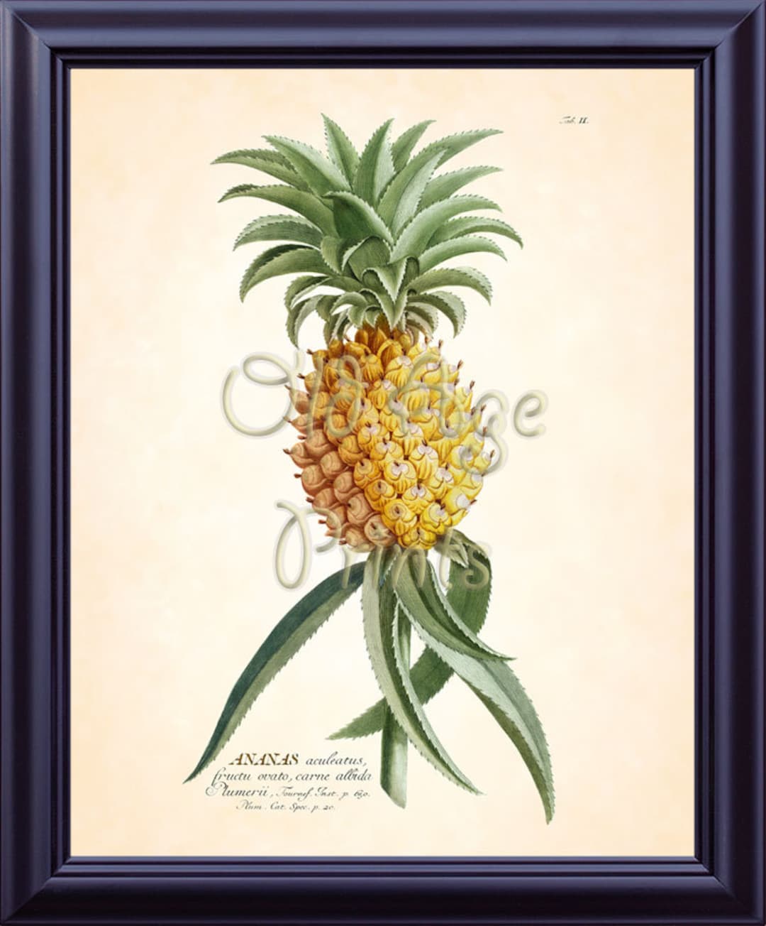Antique EHRET Botanical Print Yellow PINEAPPLE Ananas 8x10 Antuque Art ...