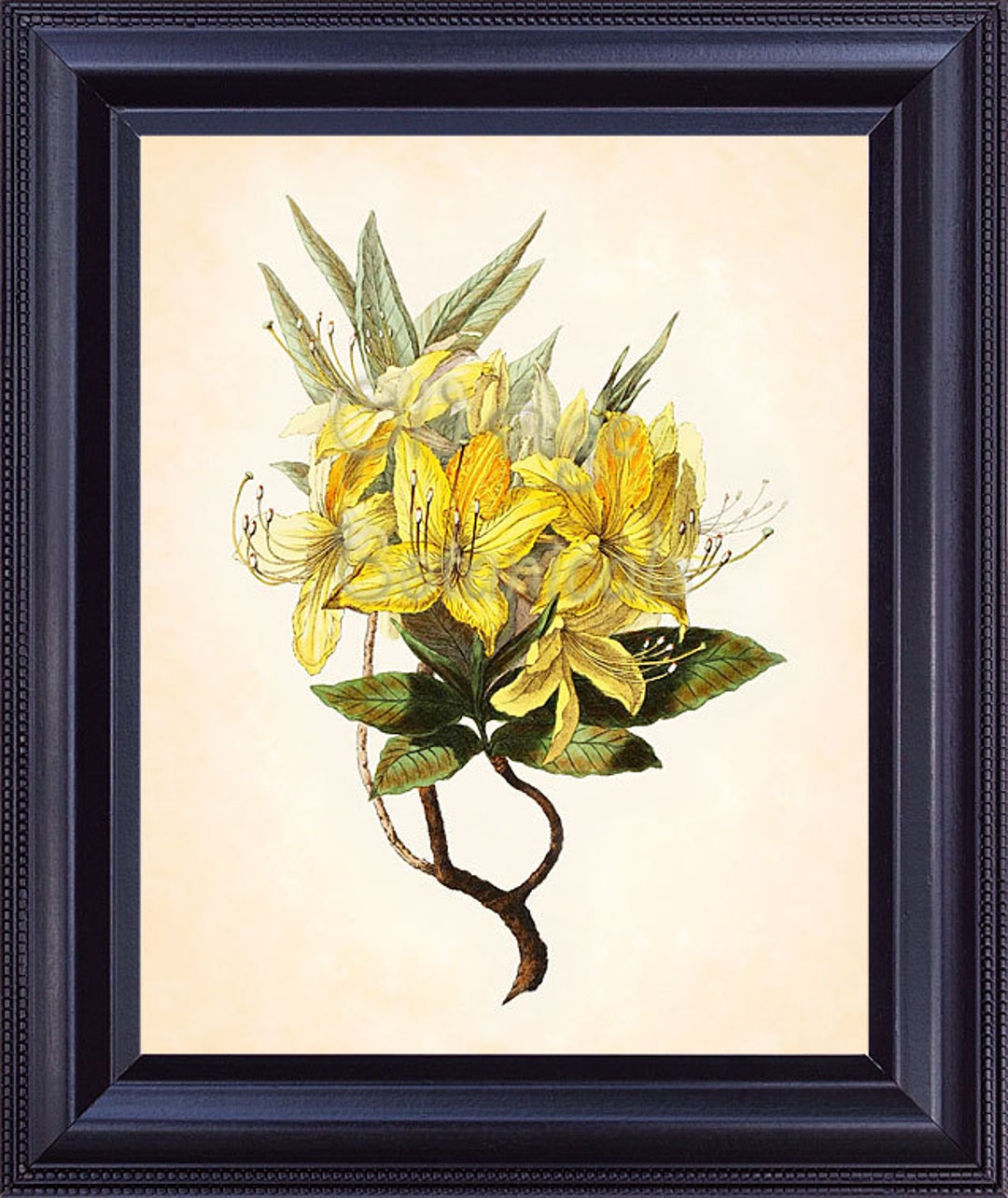 CLARK Botanical Print 8x10 Rhododendron Luteum Yellow Azalea - Etsy