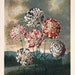 Vintage THORNTON Print 11x14 Group of Carnations Botanical - Etsy