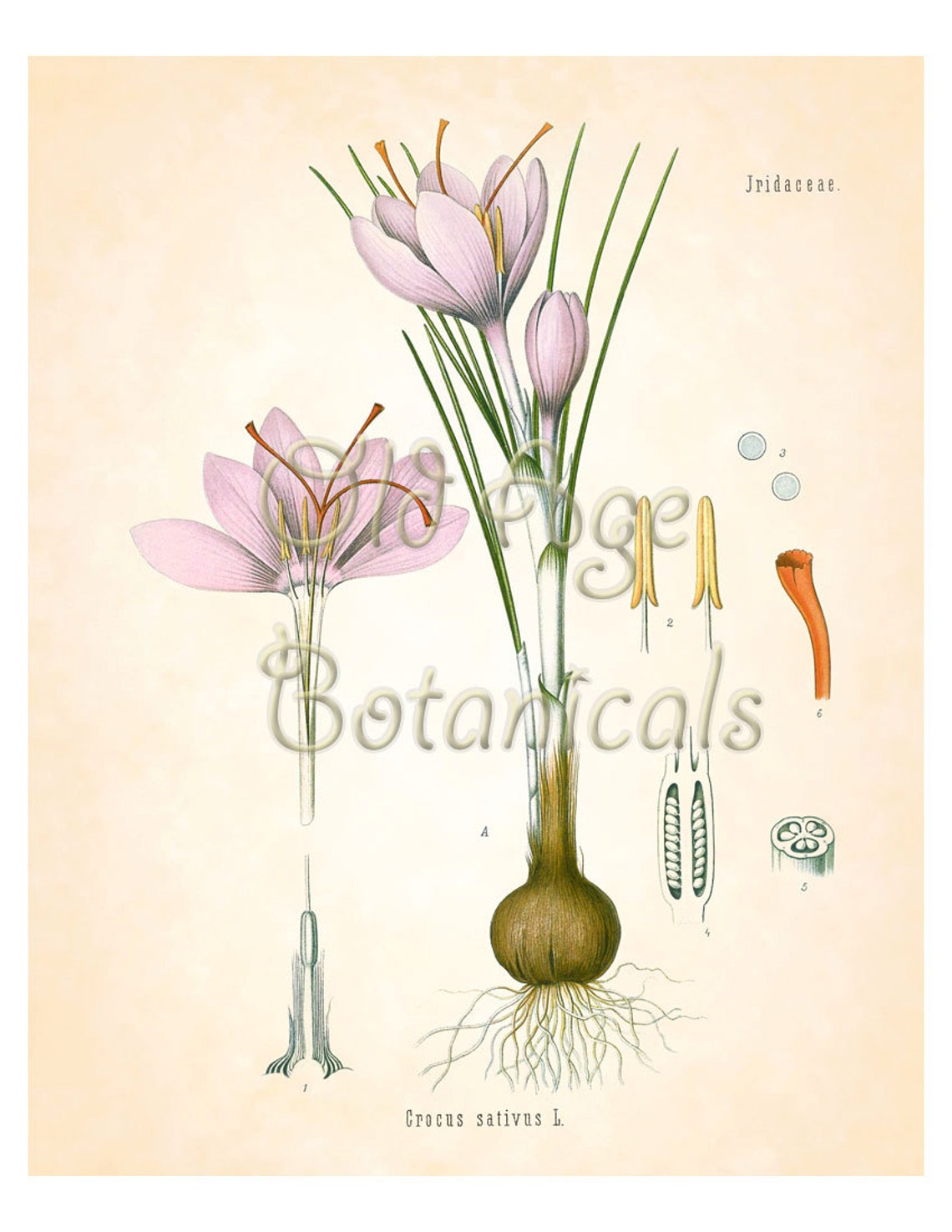 Kohler 8x10 Botanical Antique Art Print CROCUS SATIVUS L. Saffron ...