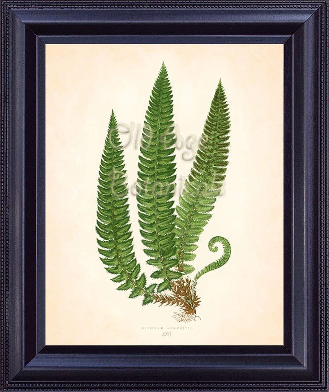 Fern Print Lowe 8x10 Botanical Vintage Antique Art Plate - Etsy