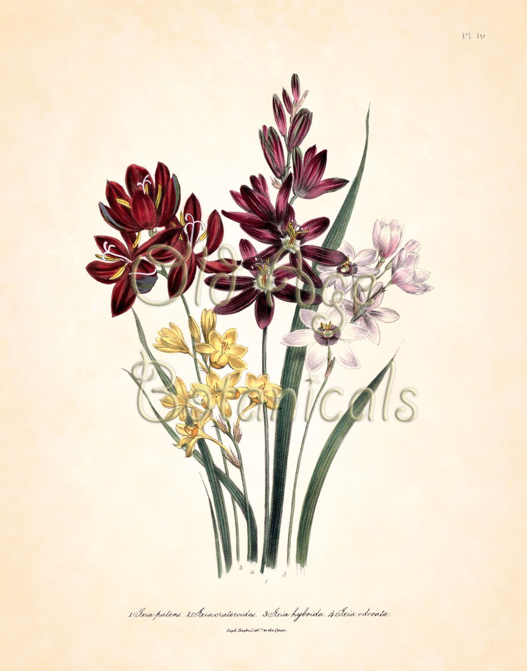 Jane LOUDON Botanical Print 11x14 Vintage Floral Art Plate 19 IXIA ...