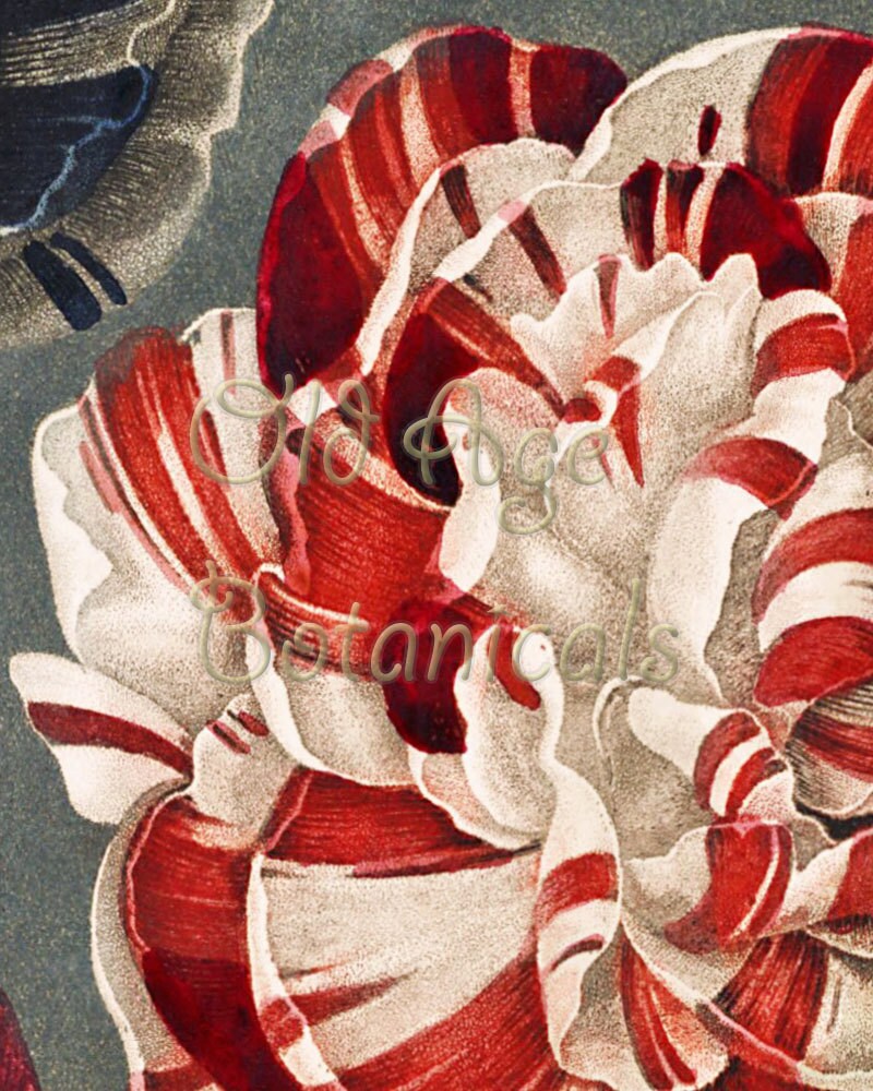 Vintage THORNTON Print 8x10 Group of Carnations Botanical | Etsy