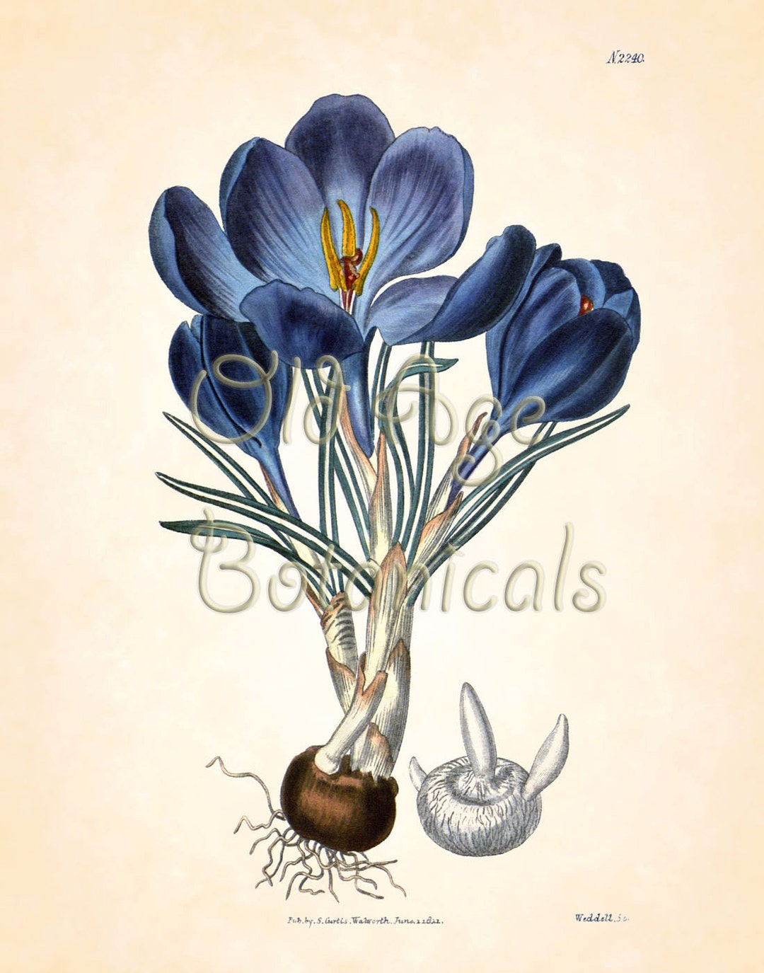 CURTIS Botanical Magazine Large Blue CROCUS Botanical 11x14 Art Print ...