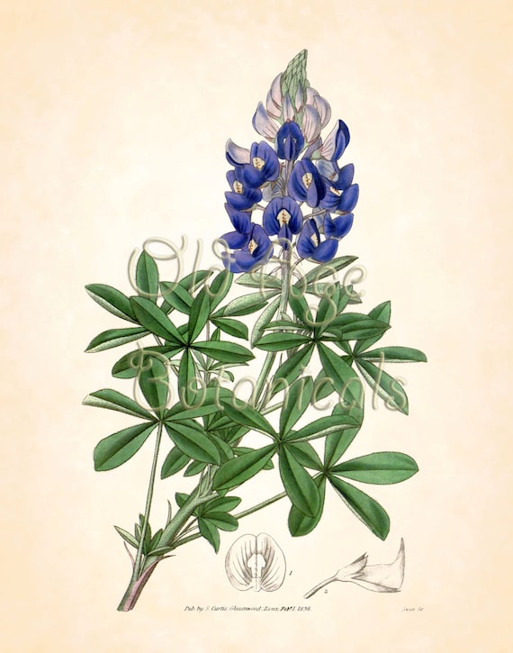 Diagram Of Flower Texas Bluebonnet