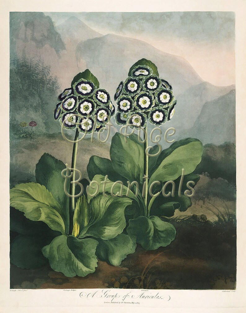 Botanical THORNTON Print 11x14 Group of Auriculas Vintagel - Etsy