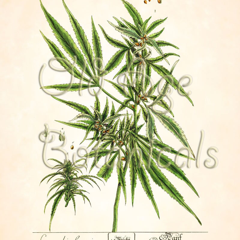 Marijuana Botanical Print - Etsy