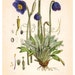 Fitch Botanical Print 8x10 Art Exotic Tropical Plant Himalayan BLUE ...