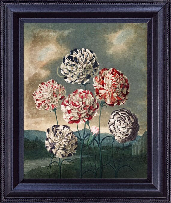 Vintage THORNTON Print 8x10 Group of Carnations Botanical | Etsy