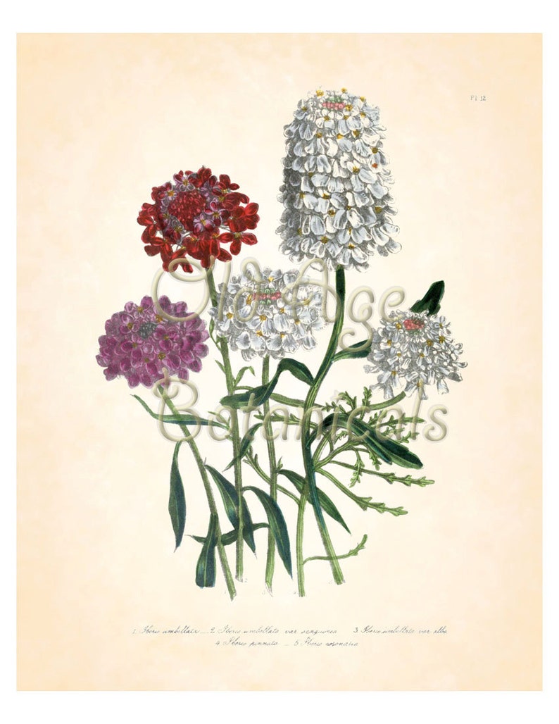 Botanical 8x10 Art Print Jane LOUDON White Red Lavender IBERIS | Etsy