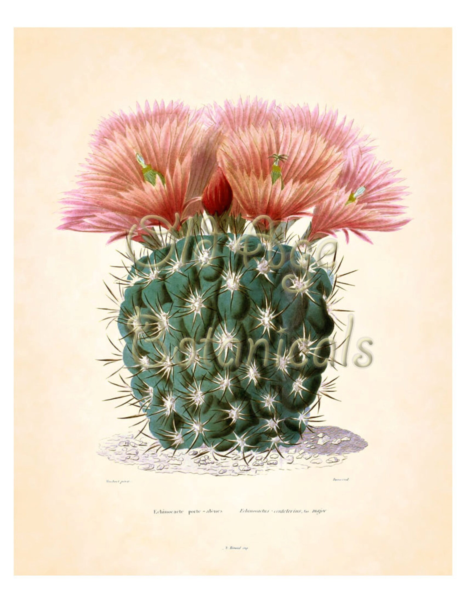 German Large CACTUS Print Antique 8x10 Botanical Art Print Round Green ...