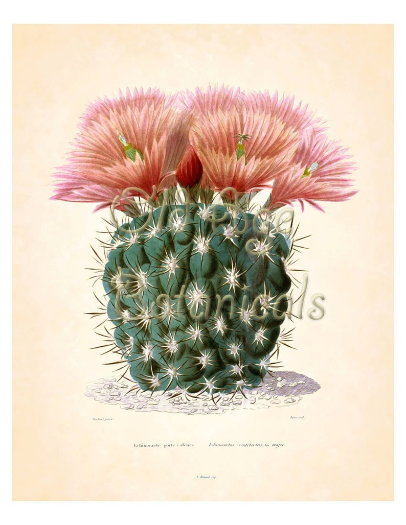 German Large CACTUS Print Antique 8x10 Botanical Art Print - Etsy