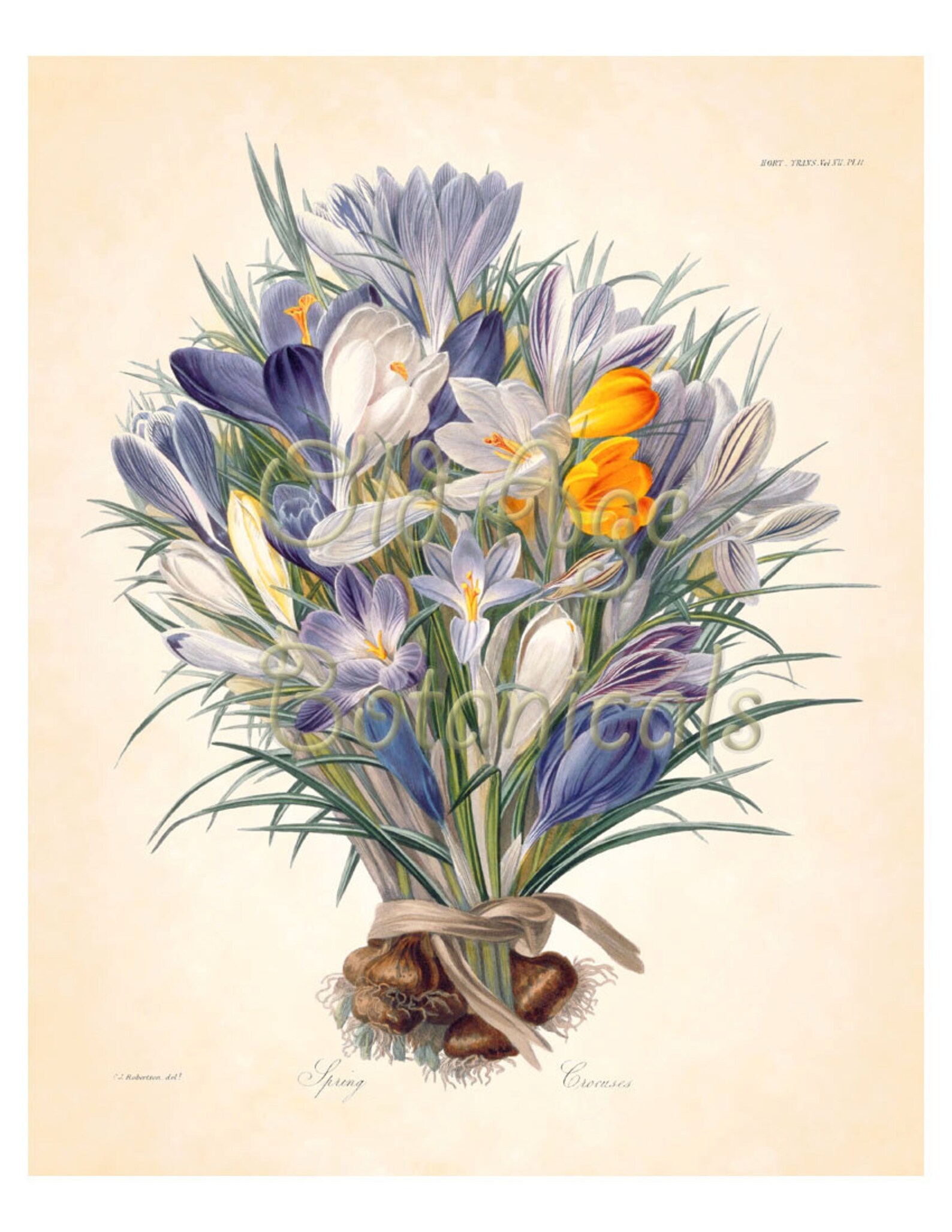 Rare Vintage Botanical Art Print 8x10 Spring CROCUSES Blue | Etsy
