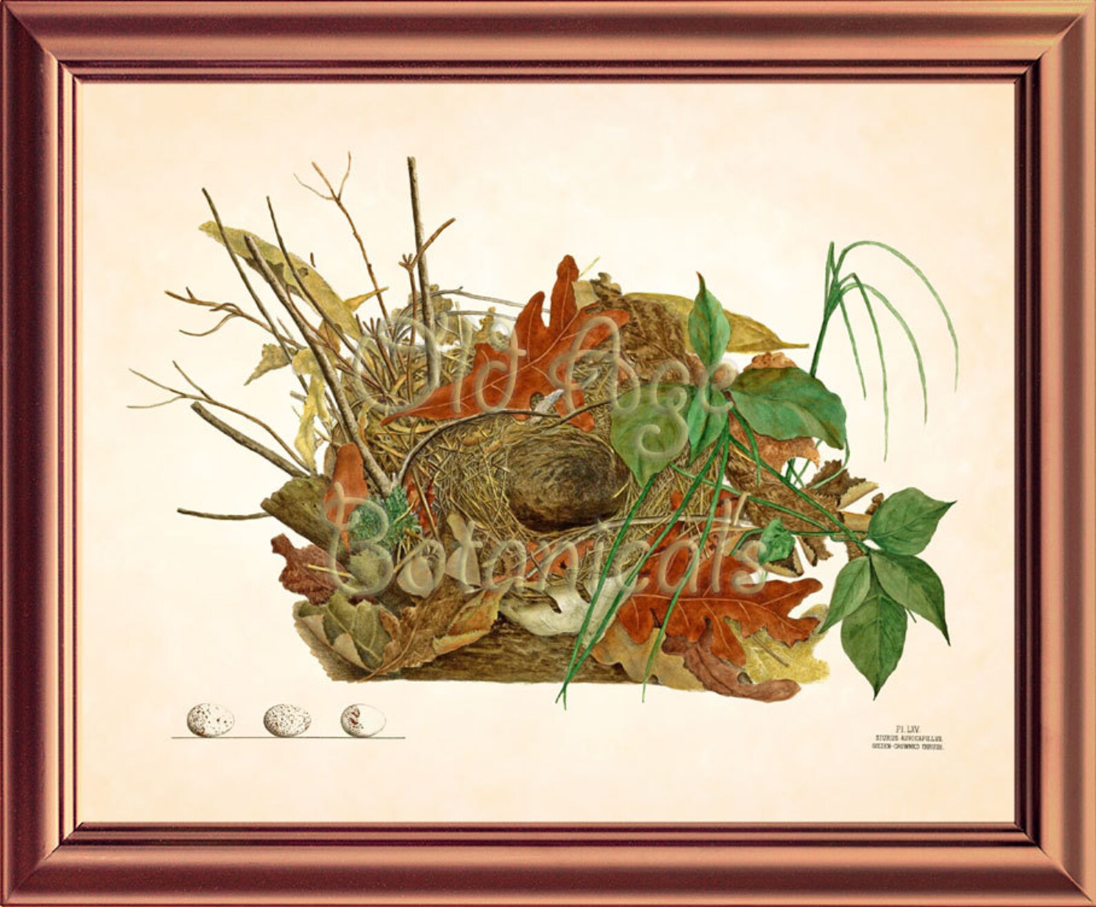 Golden Crowned THRUSH Bird Nest Egg Print Vintage Antique 8x10 ...