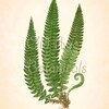 Fern Print Lowe 8x10 Botanical Vintage Antique Art Plate ASPIDIUM ...