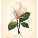Antique REDOUTE Botanical Print Large White MAGNOLIA Flower 8x10 Floral ...