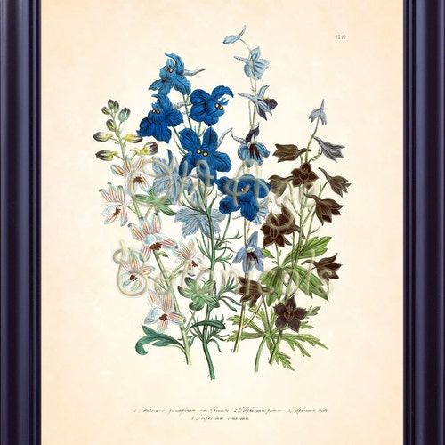LOUDON Botanical Print 8x10 Vintage Art Plate Blue Lilac | Etsy