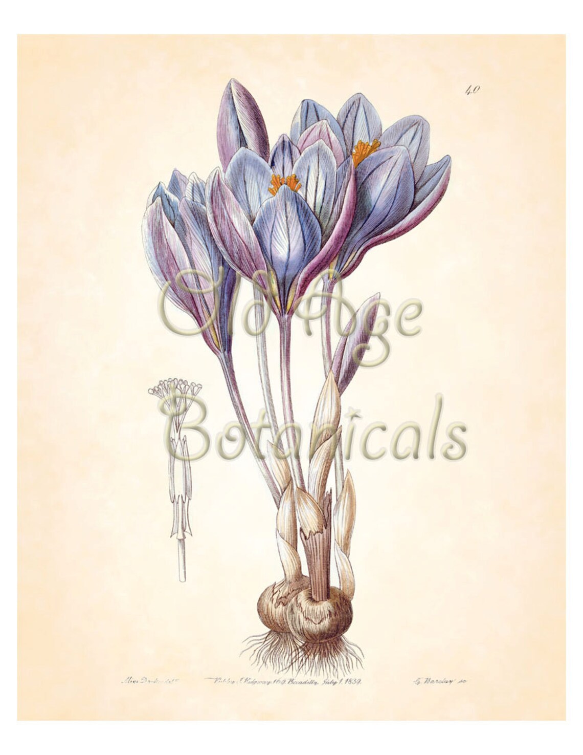 Botanical Print EDWARDS 8x10 Art Print CROCUS Crocuses Lavender Blue ...
