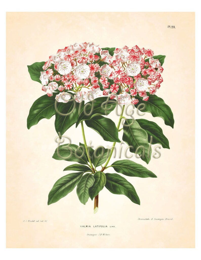 WITTE Art Print Pink White KALMIA Flower Sprint Bouquet | Etsy