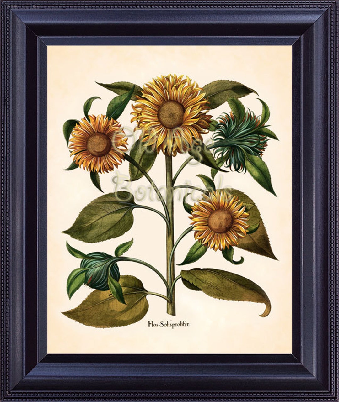 BESLER Botanical Print 8x10 Vintage Art Plate Small SUNFLOWER Yellow ...
