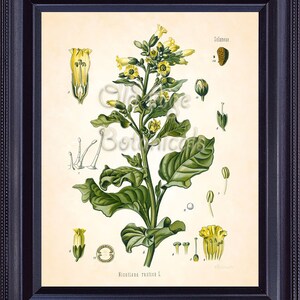 Kohler 8x10 Antique Botanical Art Print NICOTIANA RUSTICA L. Tobacco ...