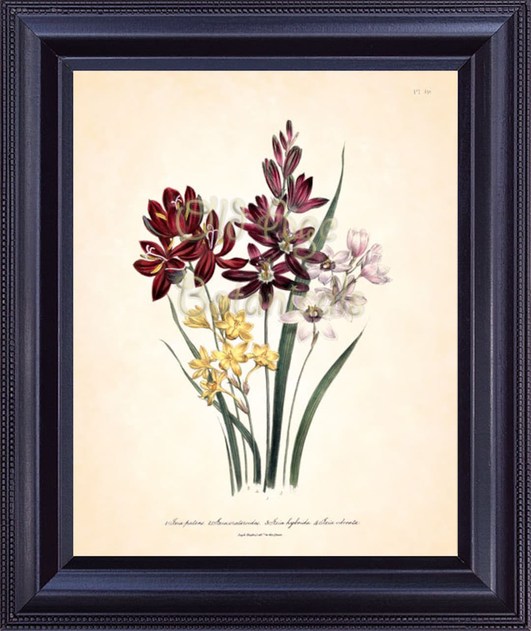 Jane LOUDON Botanical Print 8x10 Vintage Floral Art Plate 19 IXIA ...