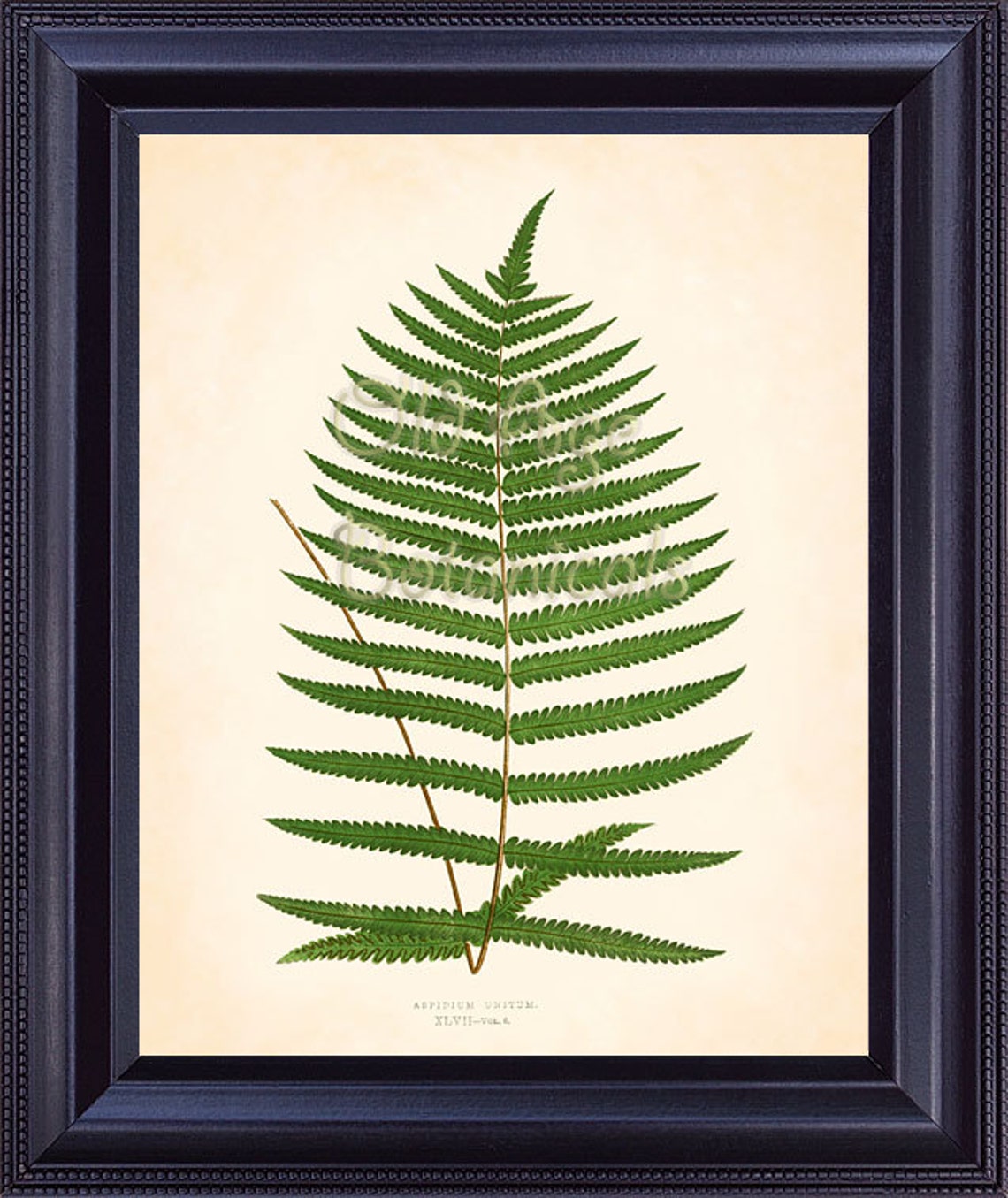 Fern Print Lowe 8x10 Botanical Vintage Antique Art Plate ASPIDIUM ...