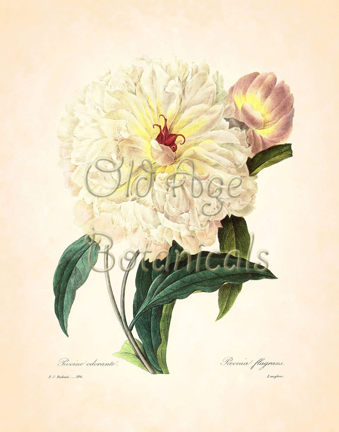 REDOUTE Botanical Print 11x14 Antique Engraving Floral Art Print White ...