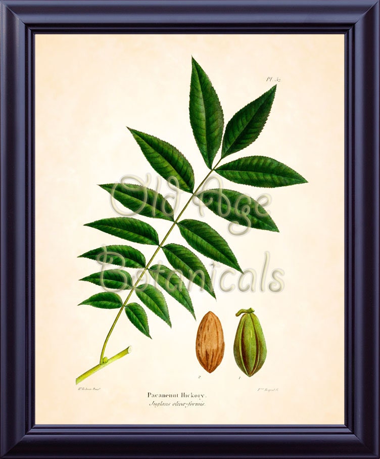 Pecan Tree Drawings