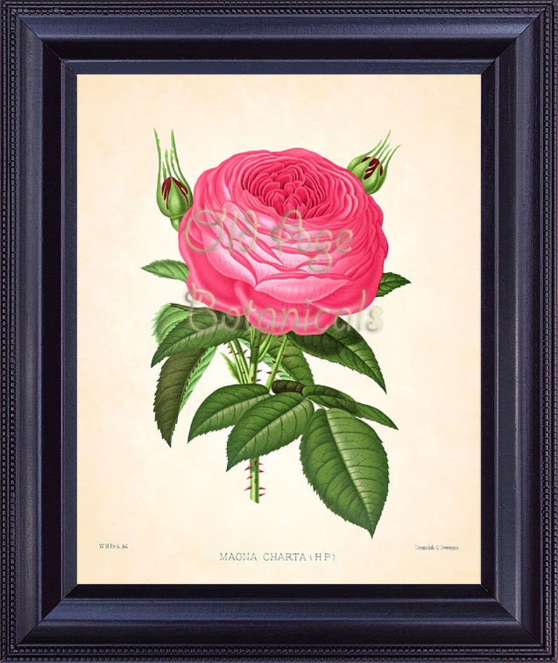 William Paul ROSE GARDEN Magna Charta Bold Bright Pink Roses - Etsy