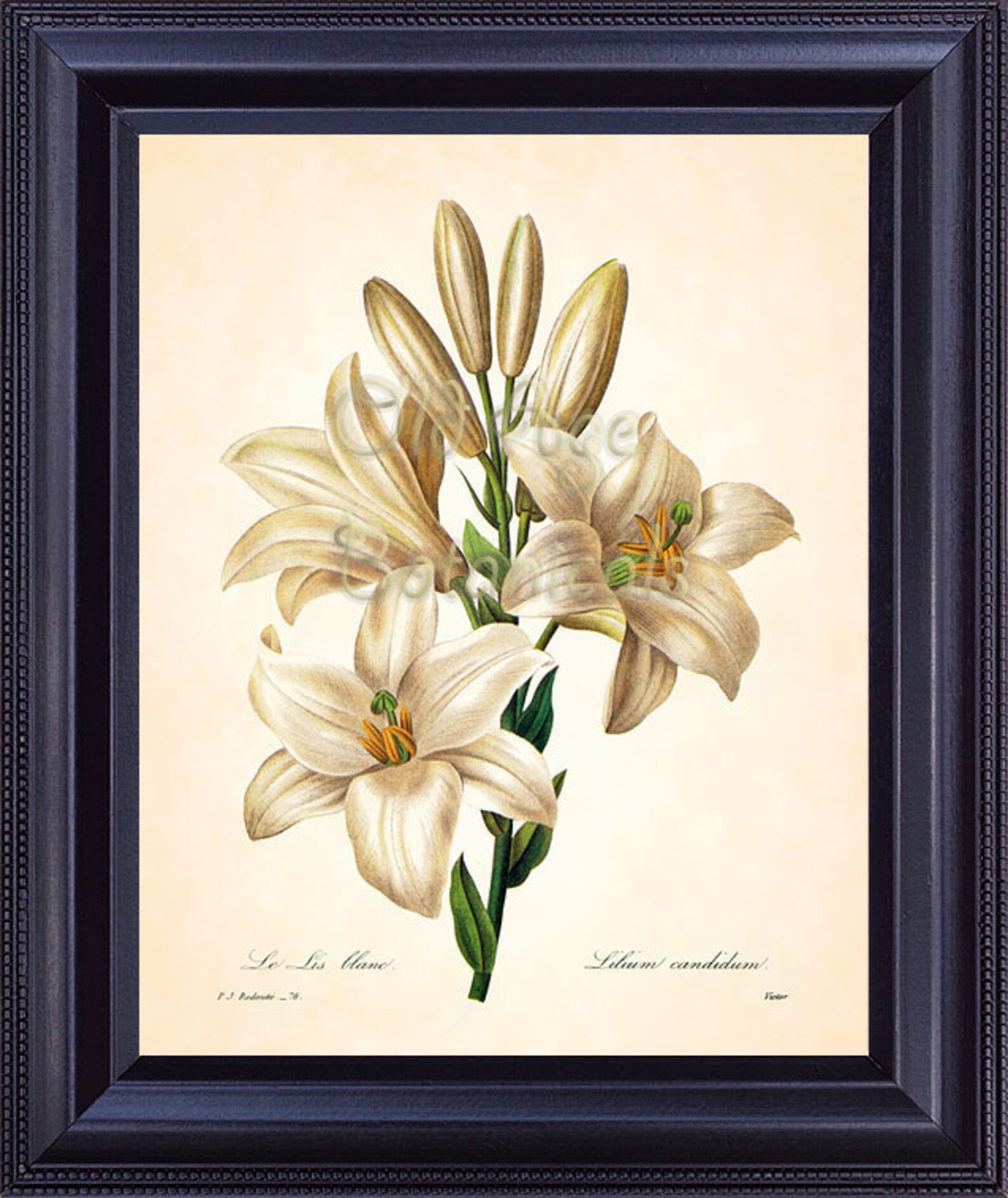 REDOUTE Antique Botanical Print Large White LILY Flower 8x10 Art Print ...