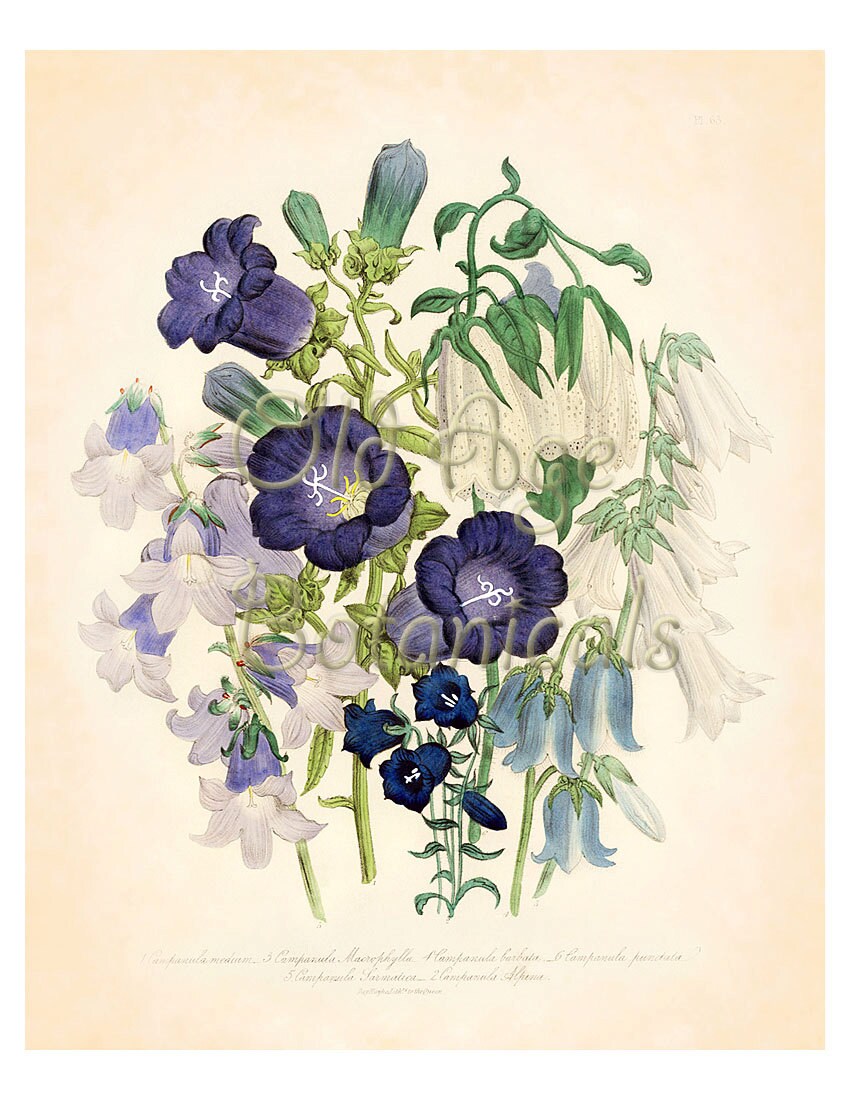 LOUDON Botanical Print 8x10 Vintage Art Plate Blue Lilac | Etsy