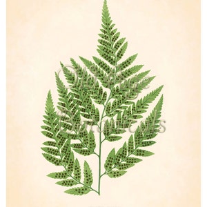 Fern Print Lowe 8x10 Botanical Vintage Antique Art Plate ASPIDIUM ...