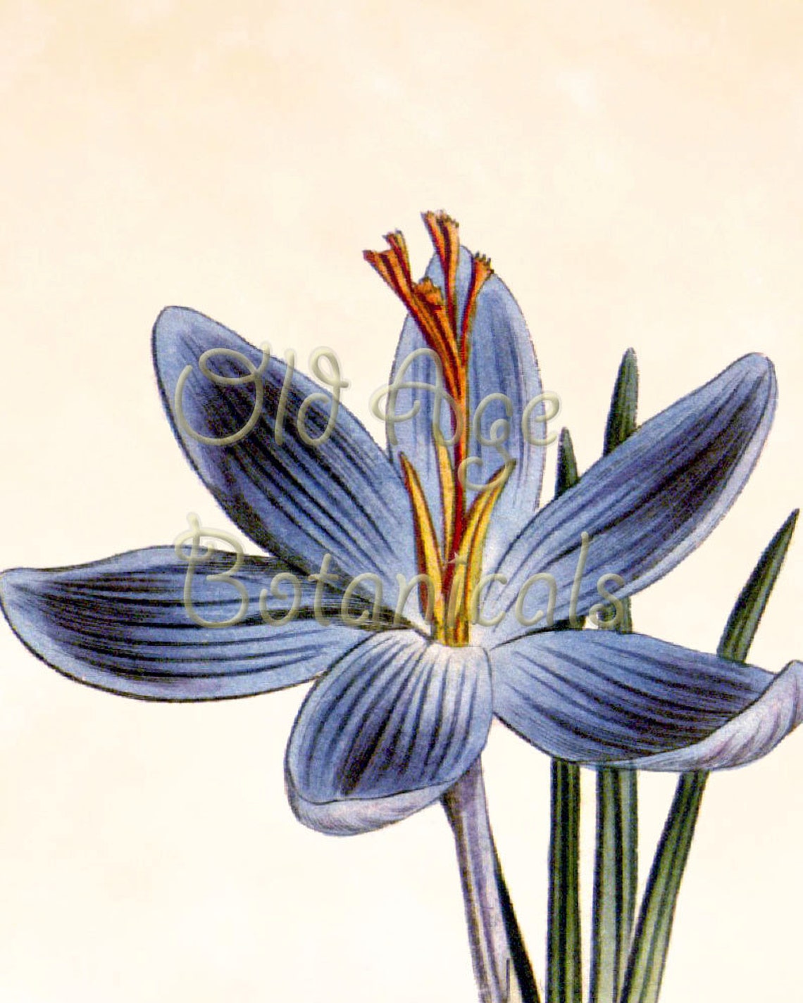 CURTIS Botanical Magazine Blue CROCUS Botanical 8x10 Art Print Vintage ...