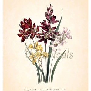 Jane LOUDON Botanical Print 8x10 Vintage Floral Art Plate 19 IXIA ...