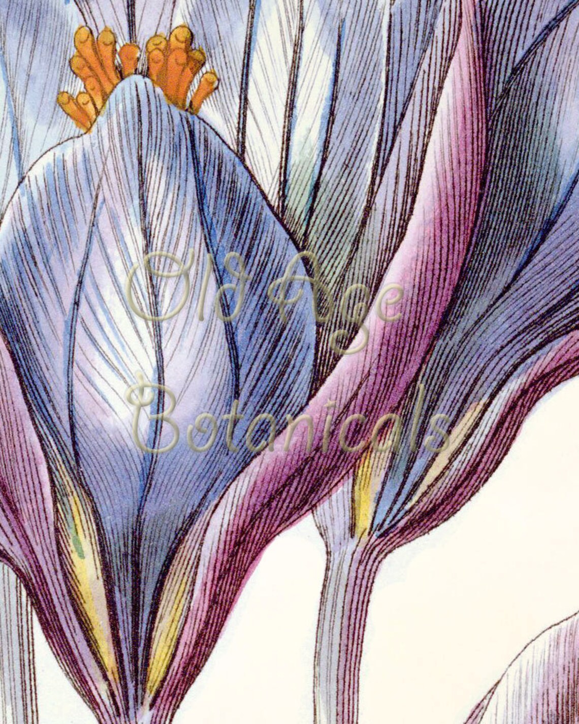Botanical Print EDWARDS 8x10 Art Print CROCUS Crocuses Lavender Blue ...