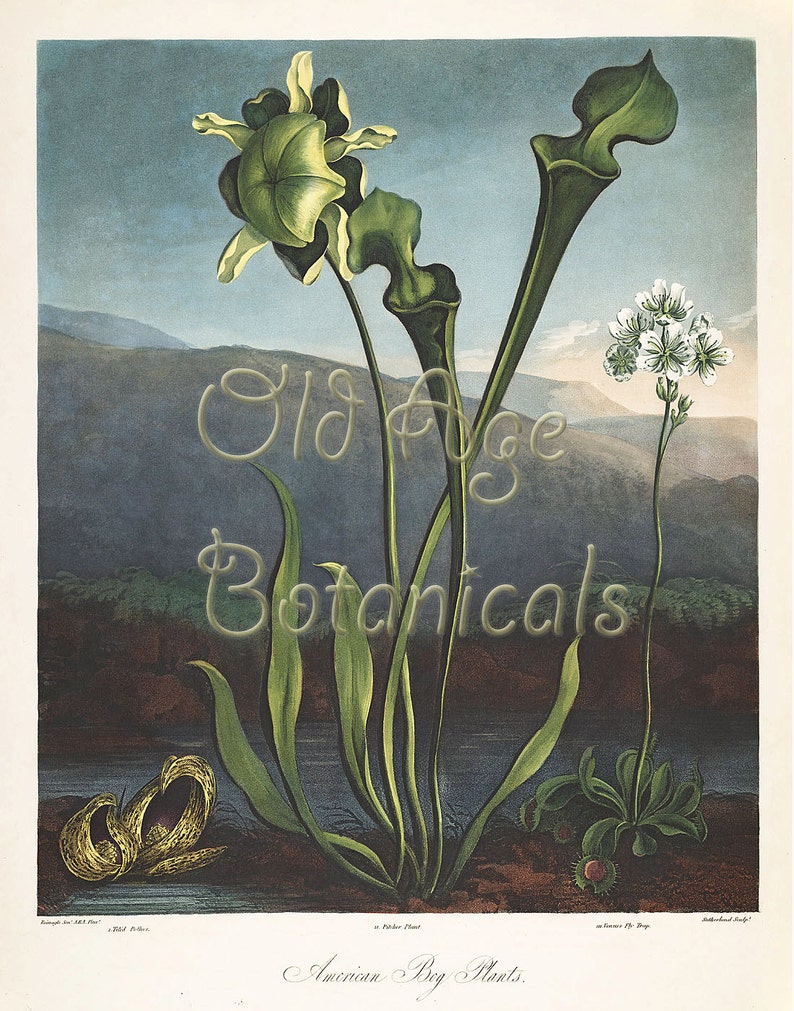 Botanique 11 x 14 impression Vintage Art plaque THORNTON | Etsy