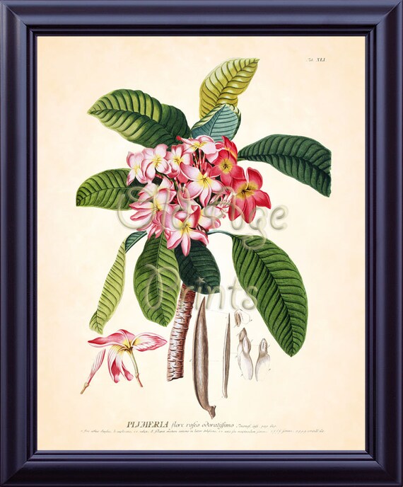 Antique EHRET Botanical Print Red PLUMERIA Flower 8x10 Antuque | Etsy