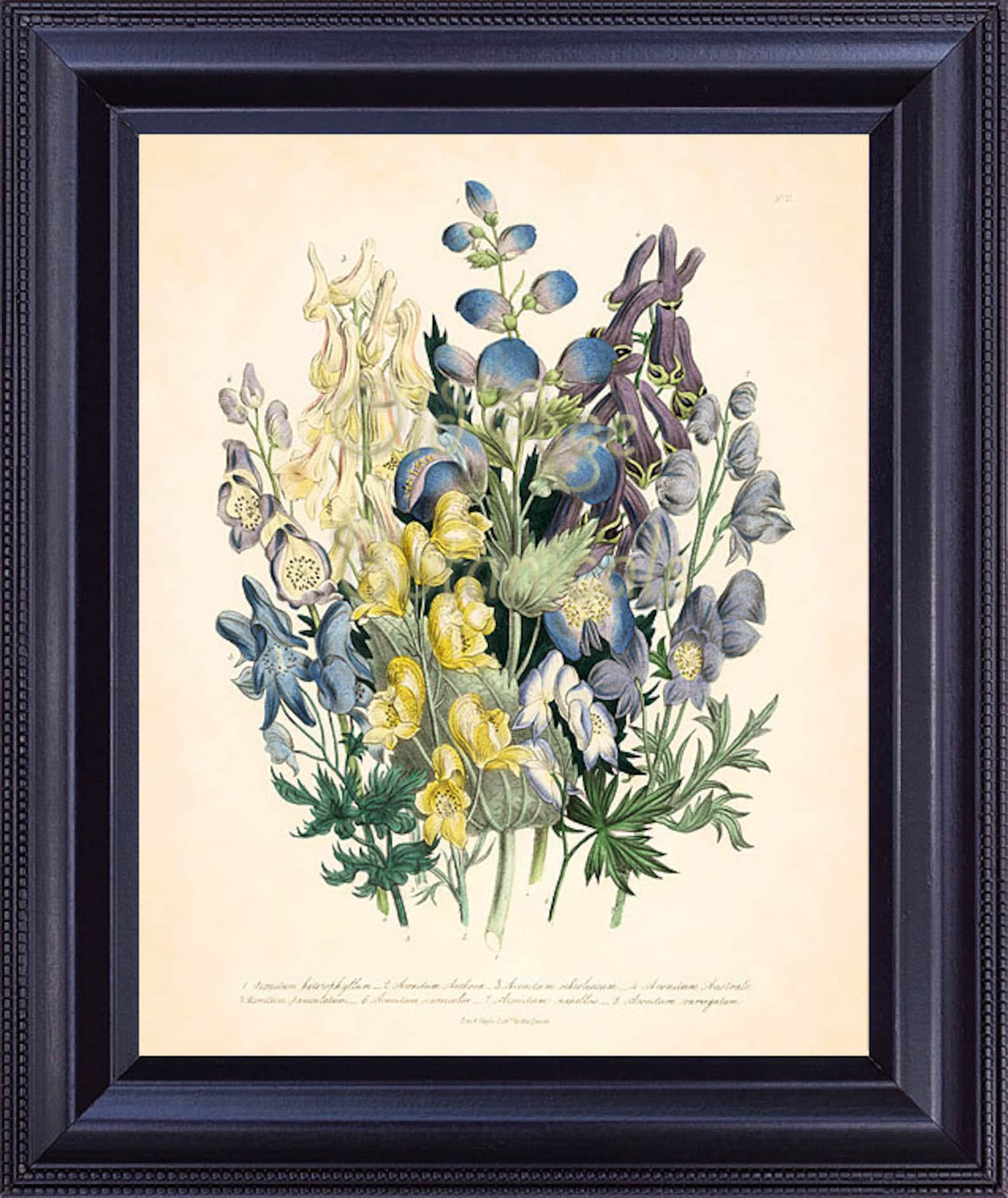 Botanical 8x10 Art Print Jane LOUDON Blue Purple Yellow - Etsy