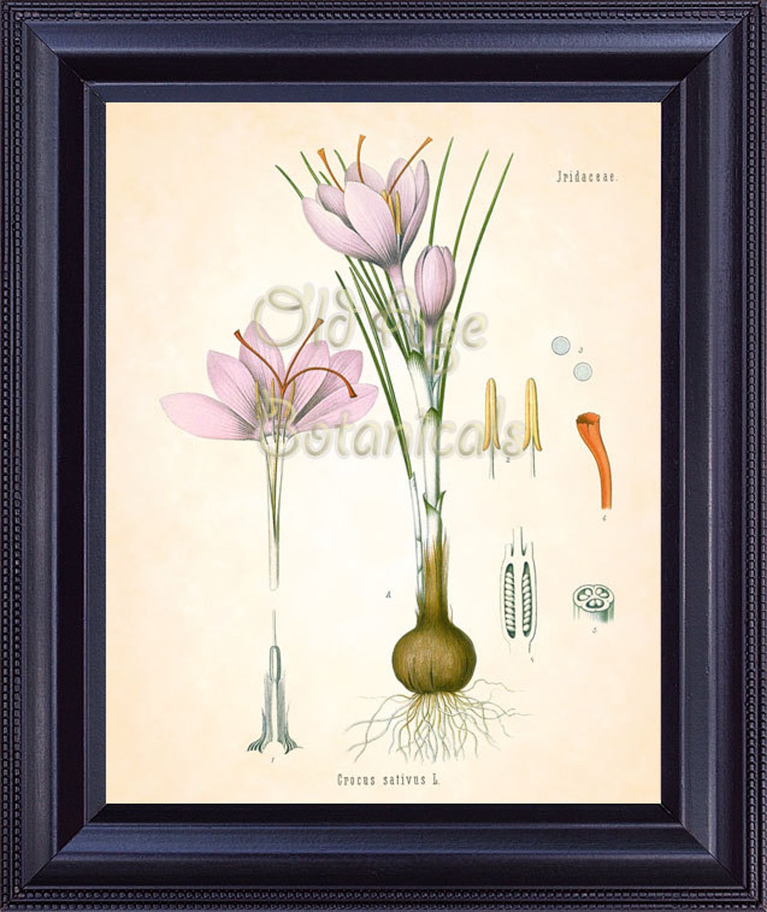 Kohler 8x10 Botanical Antique Art Print CROCUS SATIVUS L. Saffron ...