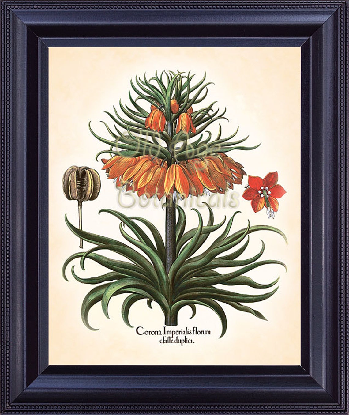 Botanical 8x10 Print Vintage CROWN IMPERIAL Large Blooms - Etsy