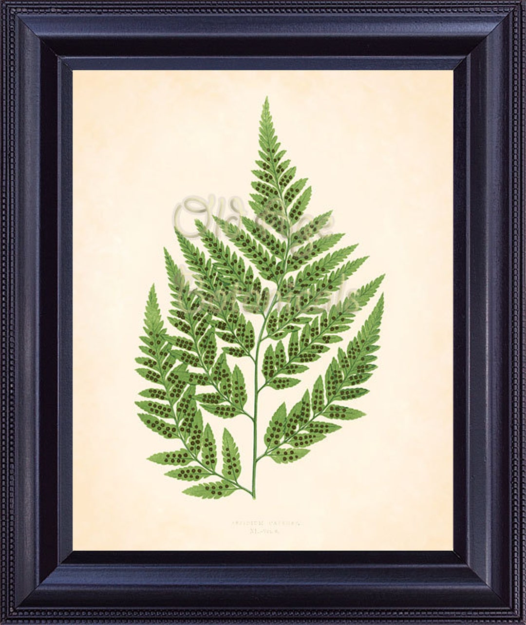 Fern Print Lowe 8x10 Botanical Vintage Antique Art Plate ASPIDIUM ...
