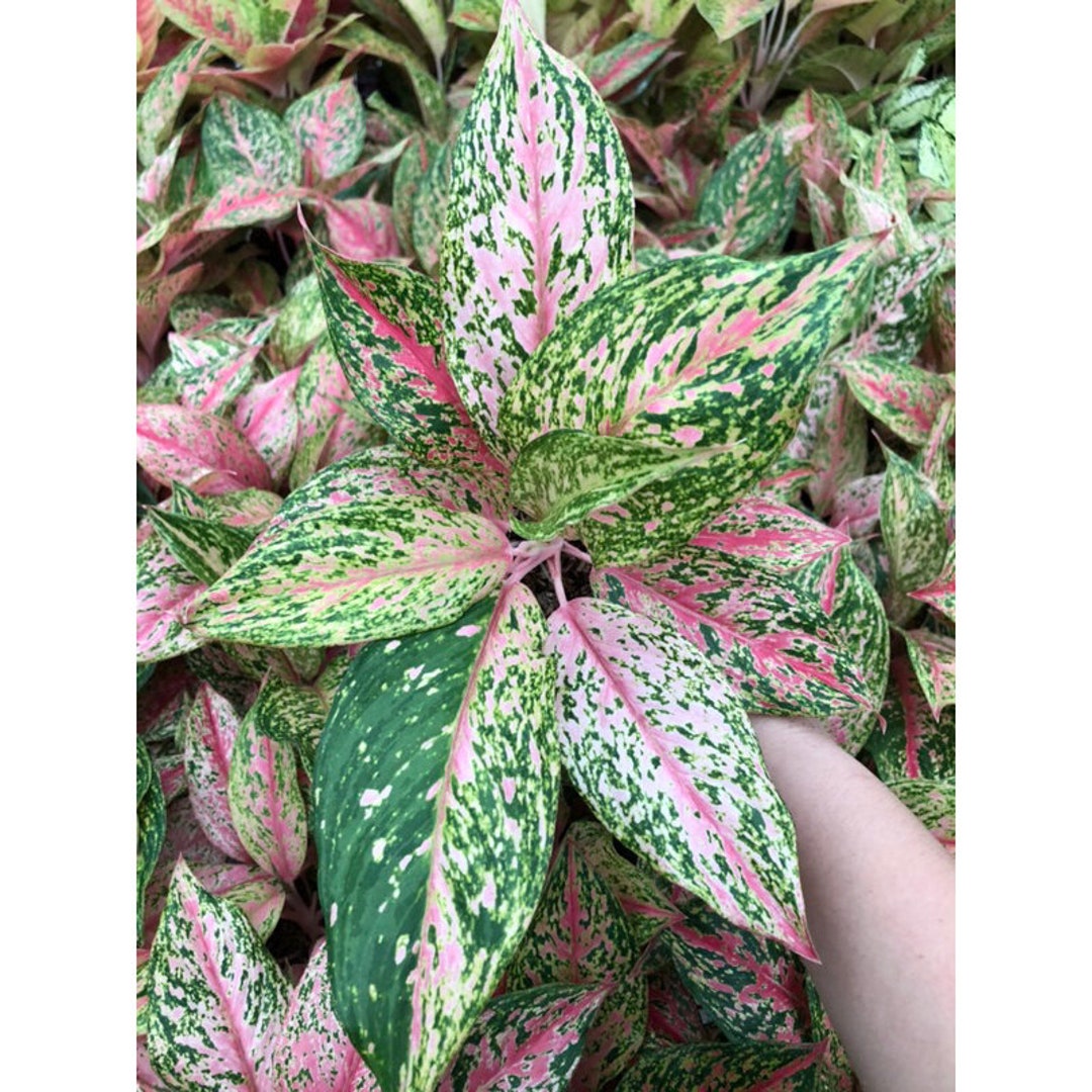Real Picture Aglaonema Cleopatra Aroid Tropical Live Plants - Etsy