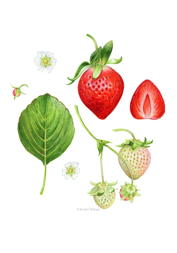 Strawberry Anatomy Scientific Illustration Giclee Fine Art | Etsy