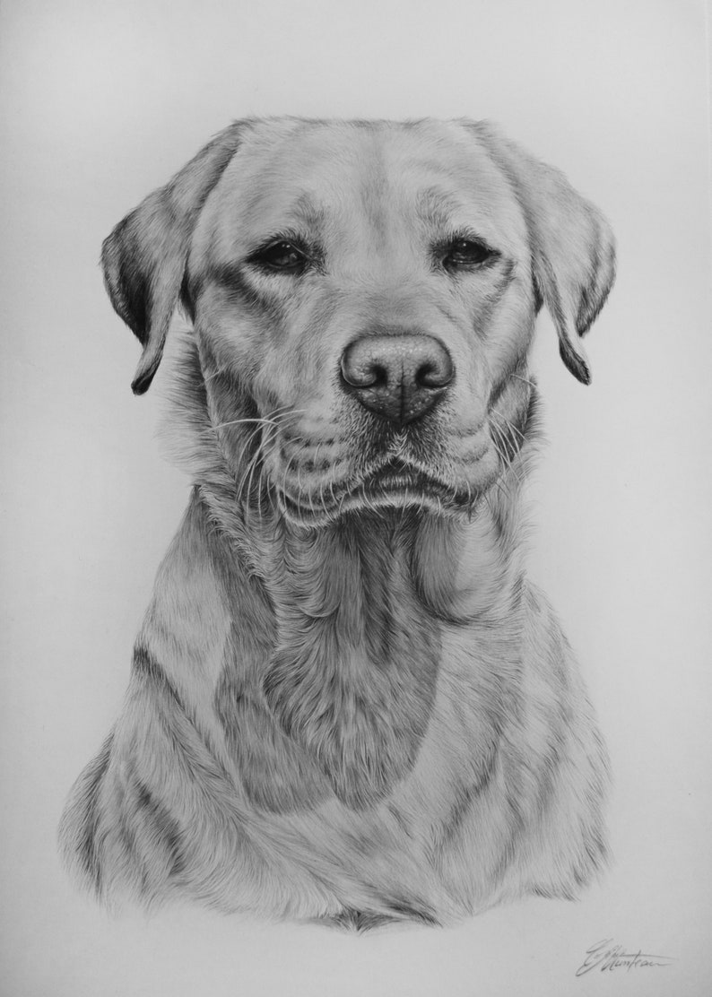 Custom Animal/pet Drawing - Etsy