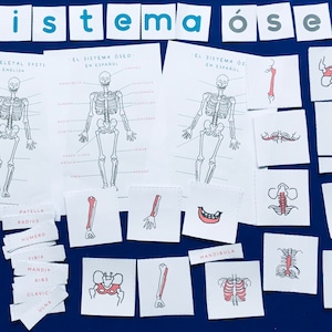 Spanish and English Skeletal Anatomy Home Education Learning Resource ...