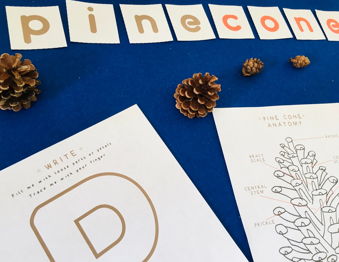 Pine Cone Anatomy | Evergreen Printable | Home Education | Homeschool ...