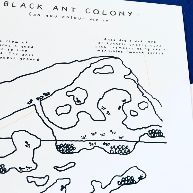 Ant Colony Anatomy | Home Education Printable | Insect Study ...