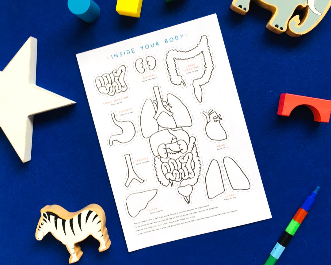 Anatomy Education | Body Parts | Home School | Inside the Body ...