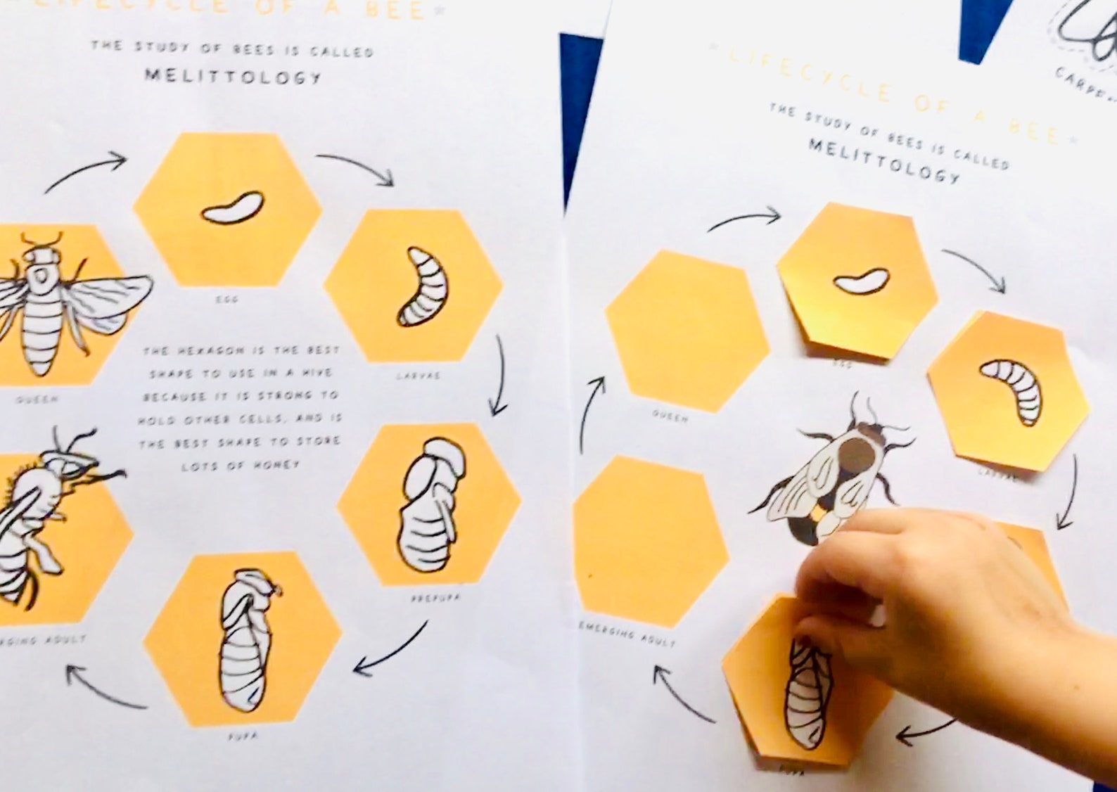 Bee Lifecycle and Anatomy Homeschool Printable - Etsy